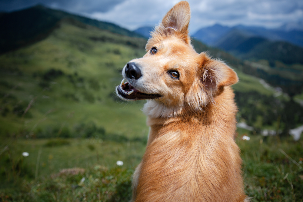 Top 10 Des Plus Beaux Chiens Top 10 Des Plus Beaux Chiens